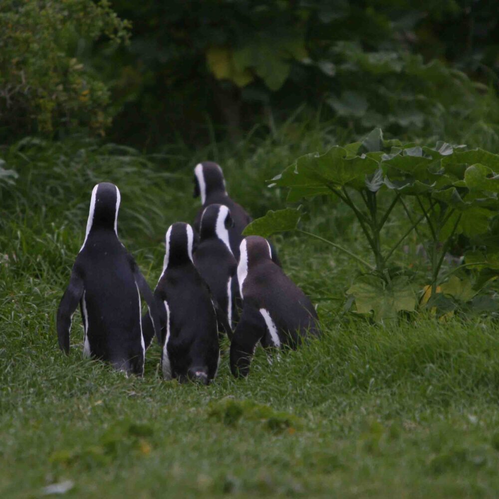 Family - MacLaren Art Centre